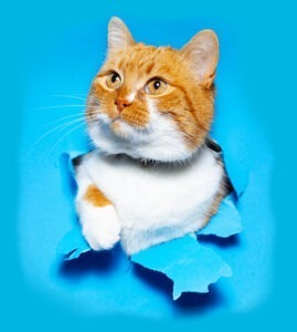 Family & Veteran Owned Pet Food Since 1993 - VēRUS Pet Foods