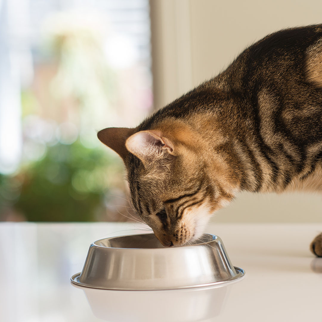 VēRUS Feline Life Advantage Formula - VēRUS Pet Foods