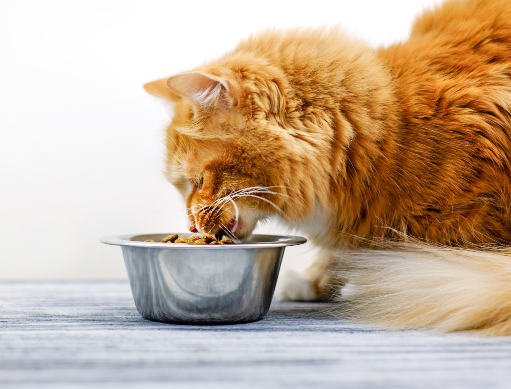VēRUS Feline Life Advantage Formula - VēRUS Pet Foods