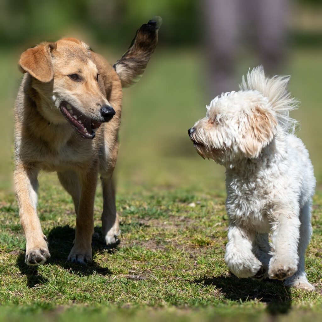 Benefits of All-Natural Dog Food - Healthy Dog Kibble