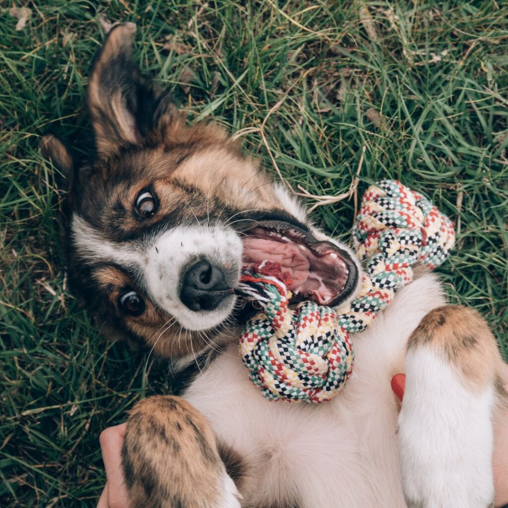 Benefits of All-Natural Dog Food - Healthy Dog Kibble