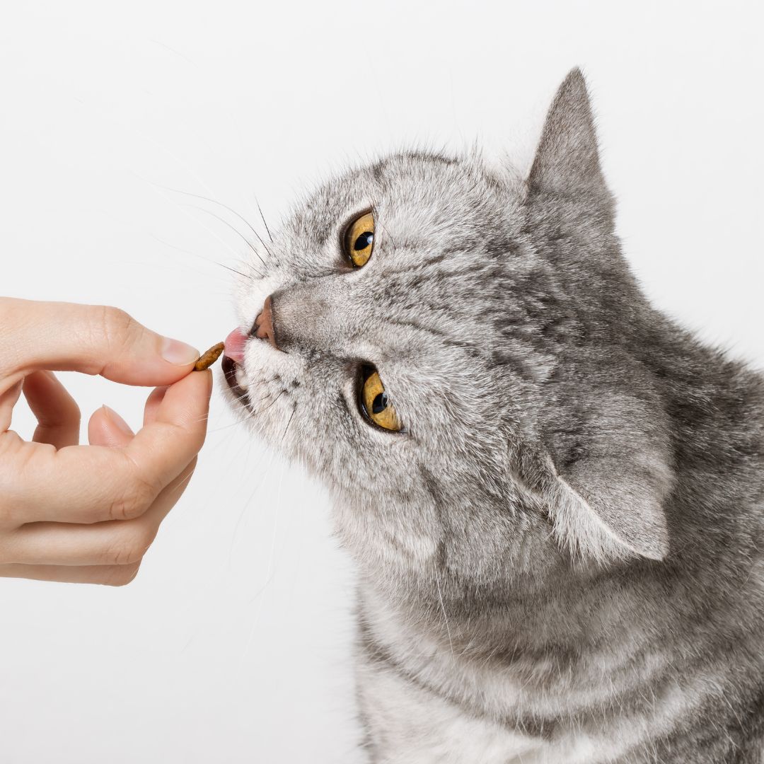 Tips For Spotting A High-Quality Cat Food - VēRUS