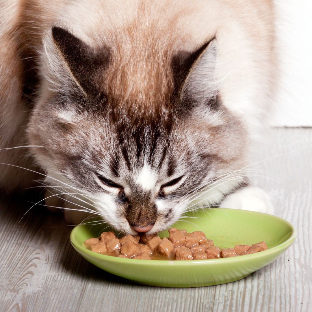 Feline Natural Diet - Contact VēRUS Pet Foods