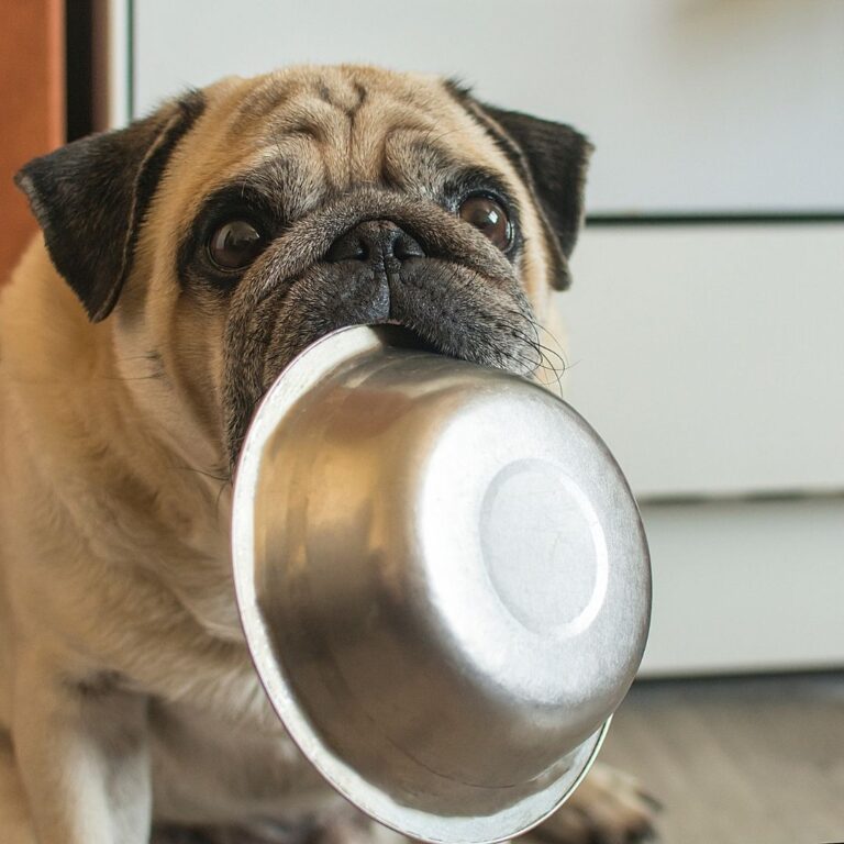 Protein Rotation Guide: Boost Your Pet’s Immune System
